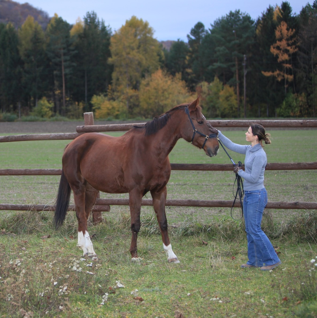 KL Pferdetraining - Michael Geitner - Be-Strict