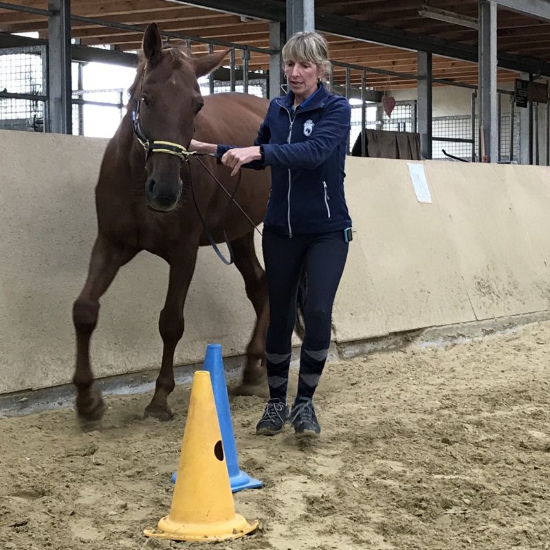 Mobiles Pferdetraining Kati Auer - Michael Geitner - Be-Strict