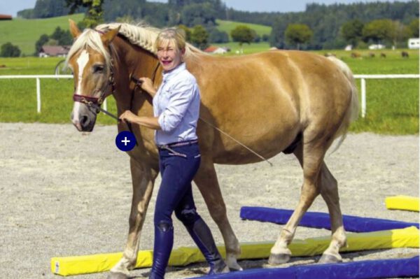 Pferdetrainer Michael Geitner - offizielle Seite