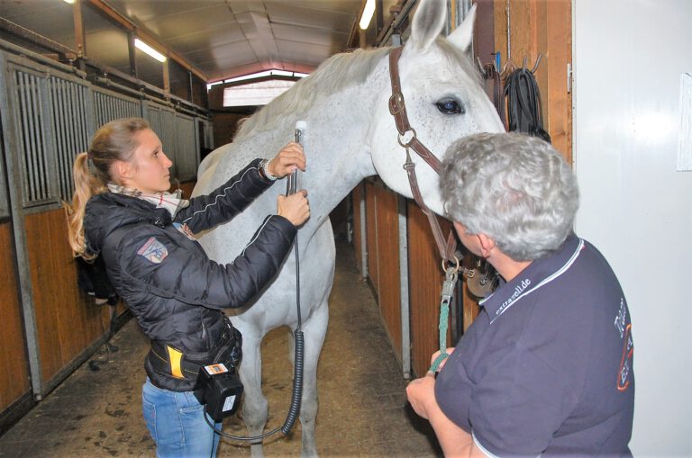 Pferdetrainer Michael Geitner - offizielle Seite