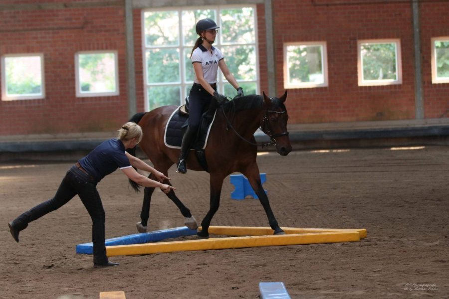 Michael Geitner Academy - jetzt Pferdetrainer werden